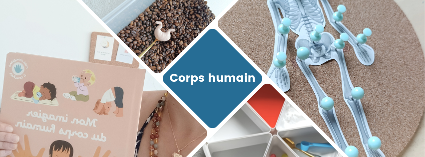 étagère Thématique Le Corps Humain Lud Y Key